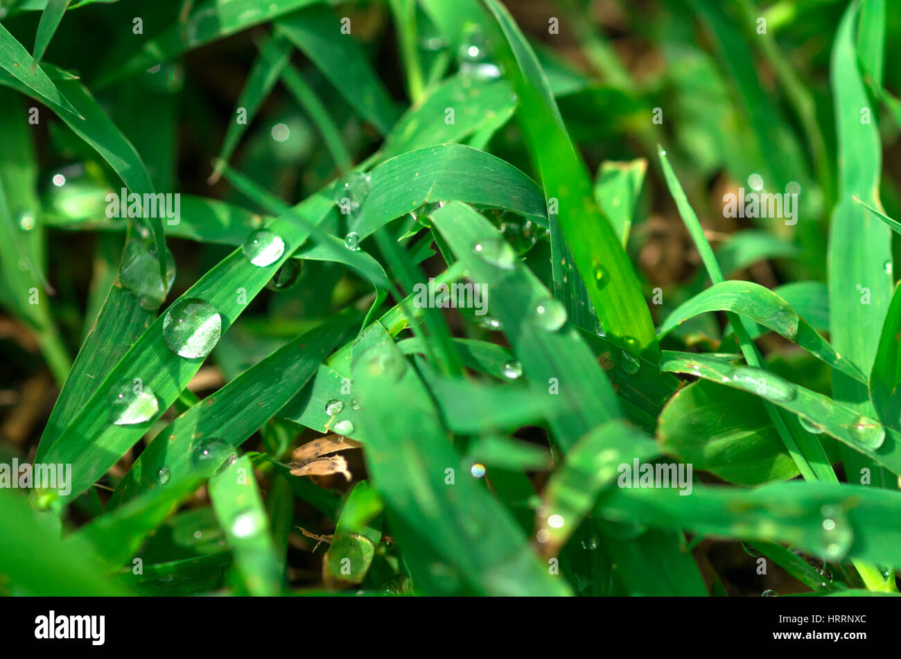 Dew on grass Stock Photo - Alamy