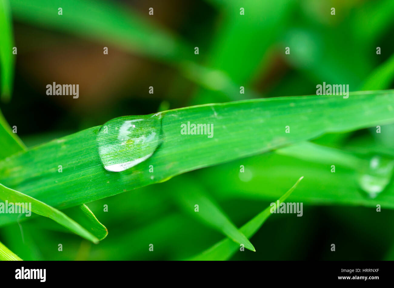 Water on grass Stock Photo - Alamy