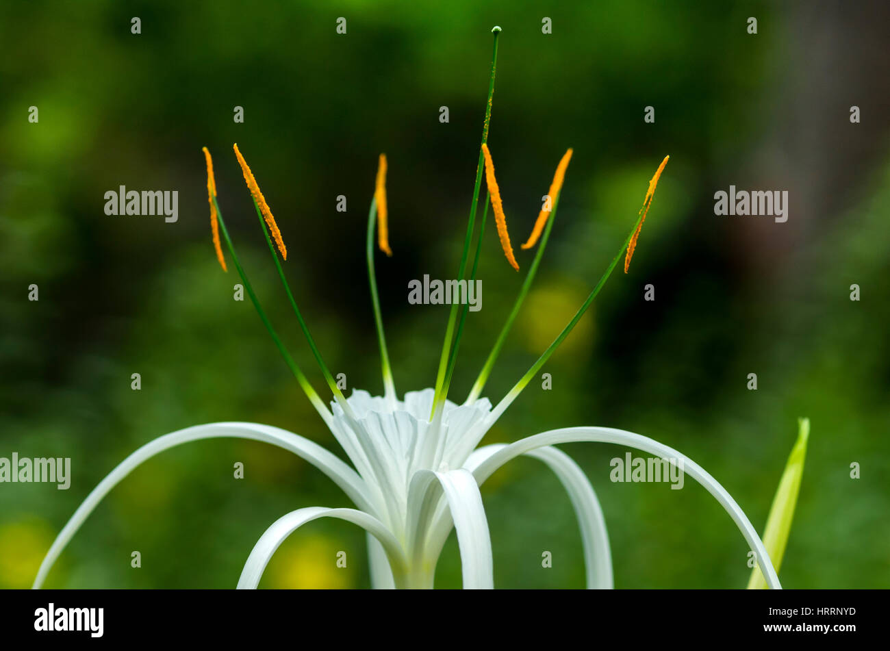 White long stem lily hi-res stock photography and images - Alamy