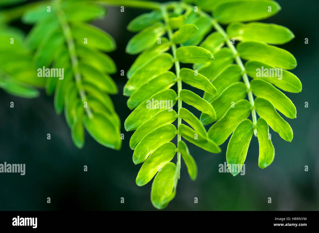 Branch of bush Stock Photo - Alamy