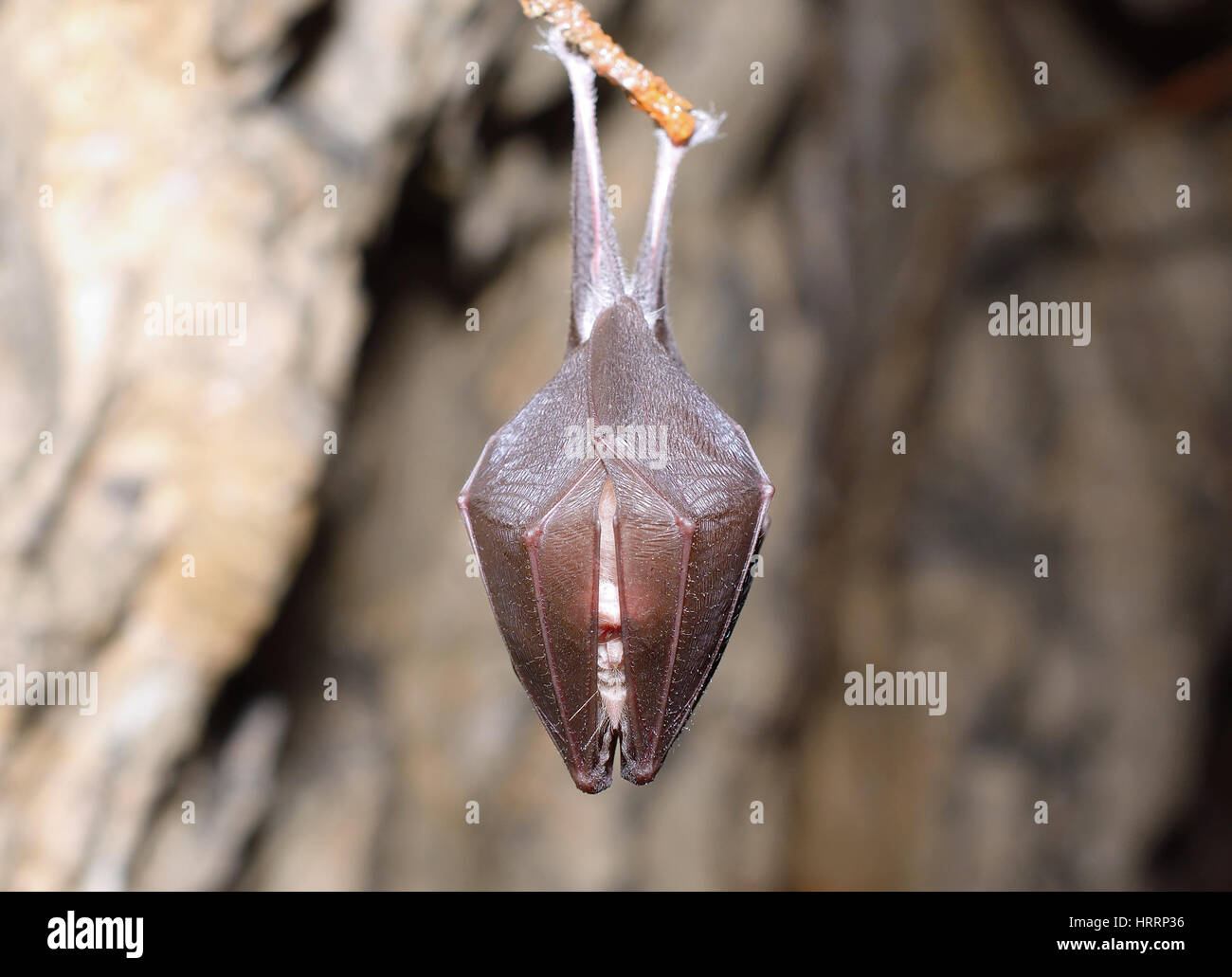 Greater horseshoe bat( Rhinolophus ferrumequinum Stock Photo - Alamy