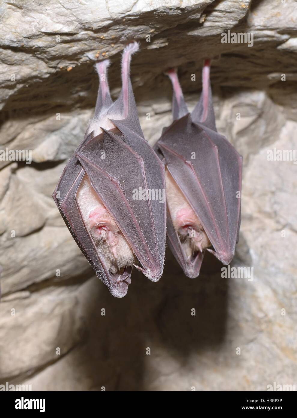 Greater horseshoe bat Rhinolophus ferrumequinum sleeping in cave Stock ...
