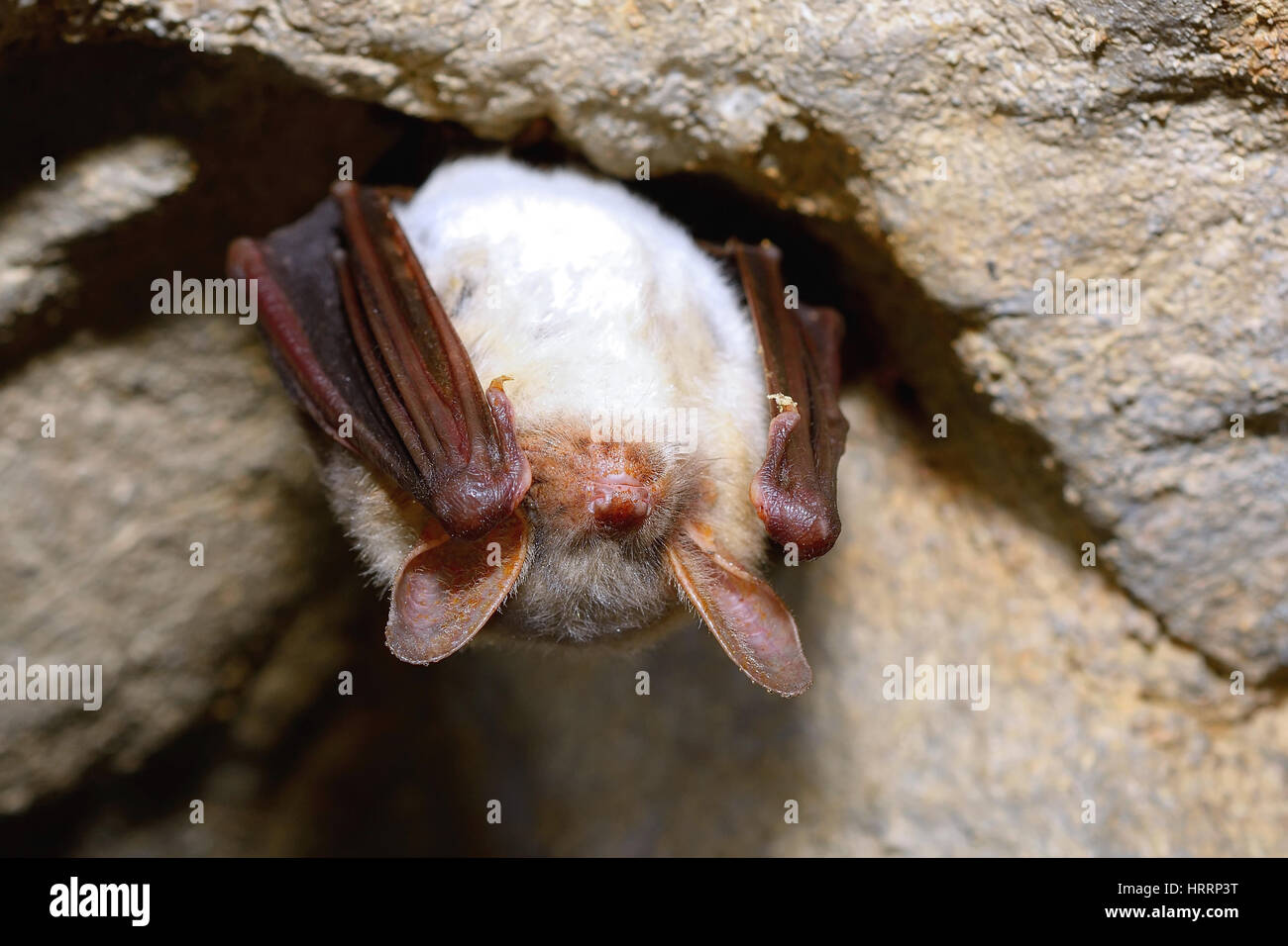 Greater mouse-eared bat ( Myotis myotis Stock Photo - Alamy