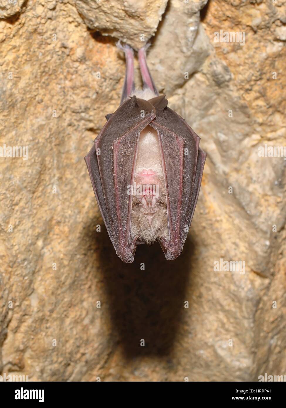 Lesser Horseshoe Bat (Rhinolophus hipposideros) in cave Stock Photo - Alamy