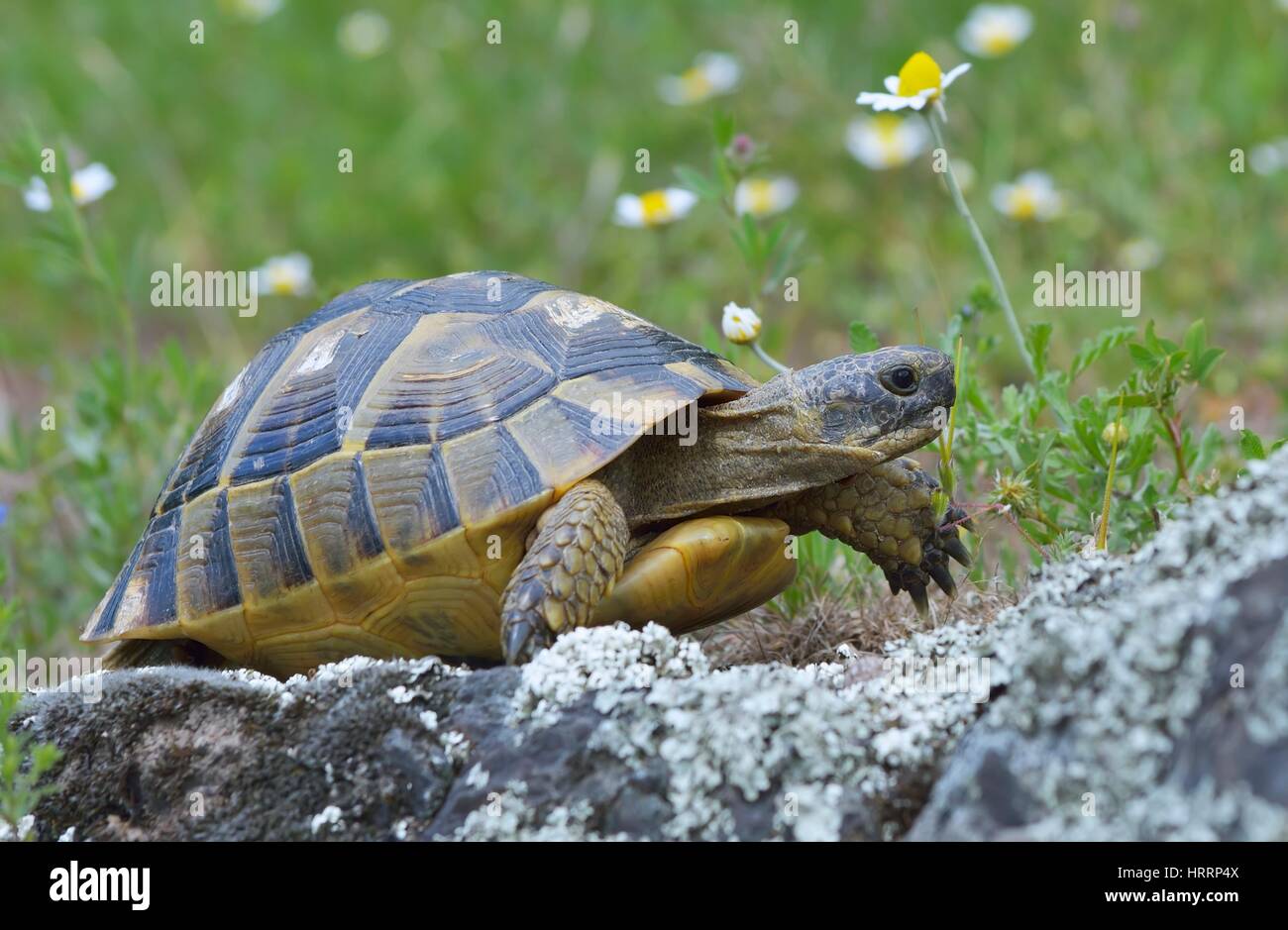 Spur thighed turtle (Testudo graeca) in natural habitat Stock Photo - Alamy