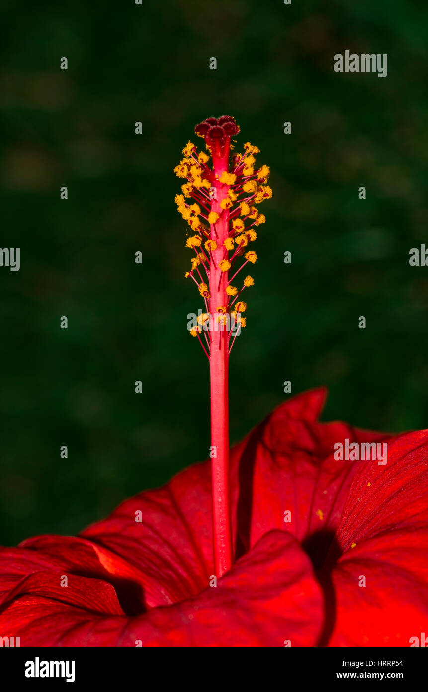 Stamen of flower Stock Photo - Alamy