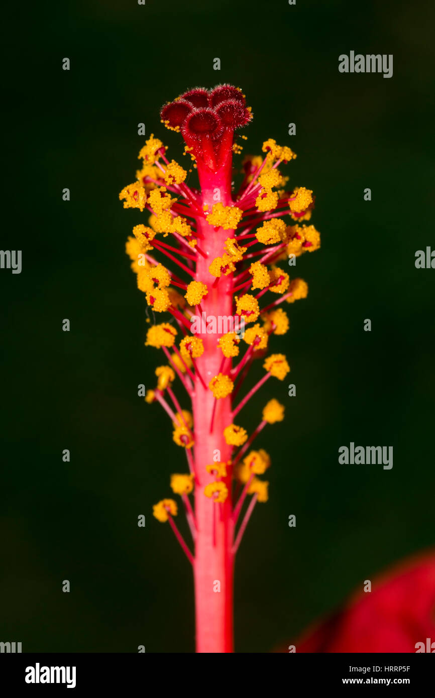 Stamen of flower Stock Photo - Alamy
