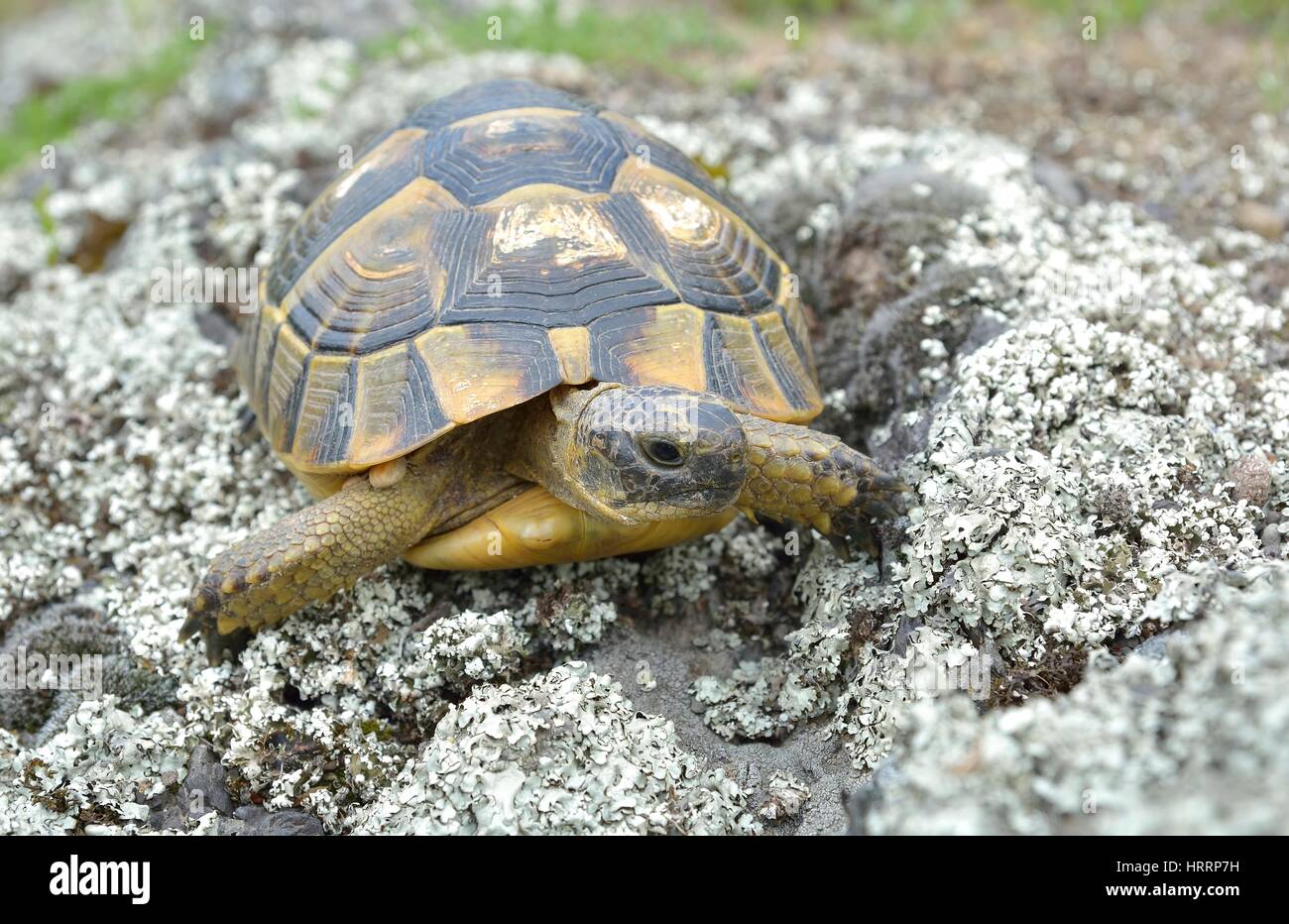 Spur thighed turtle (Testudo graeca) in natural habitat Stock Photo - Alamy