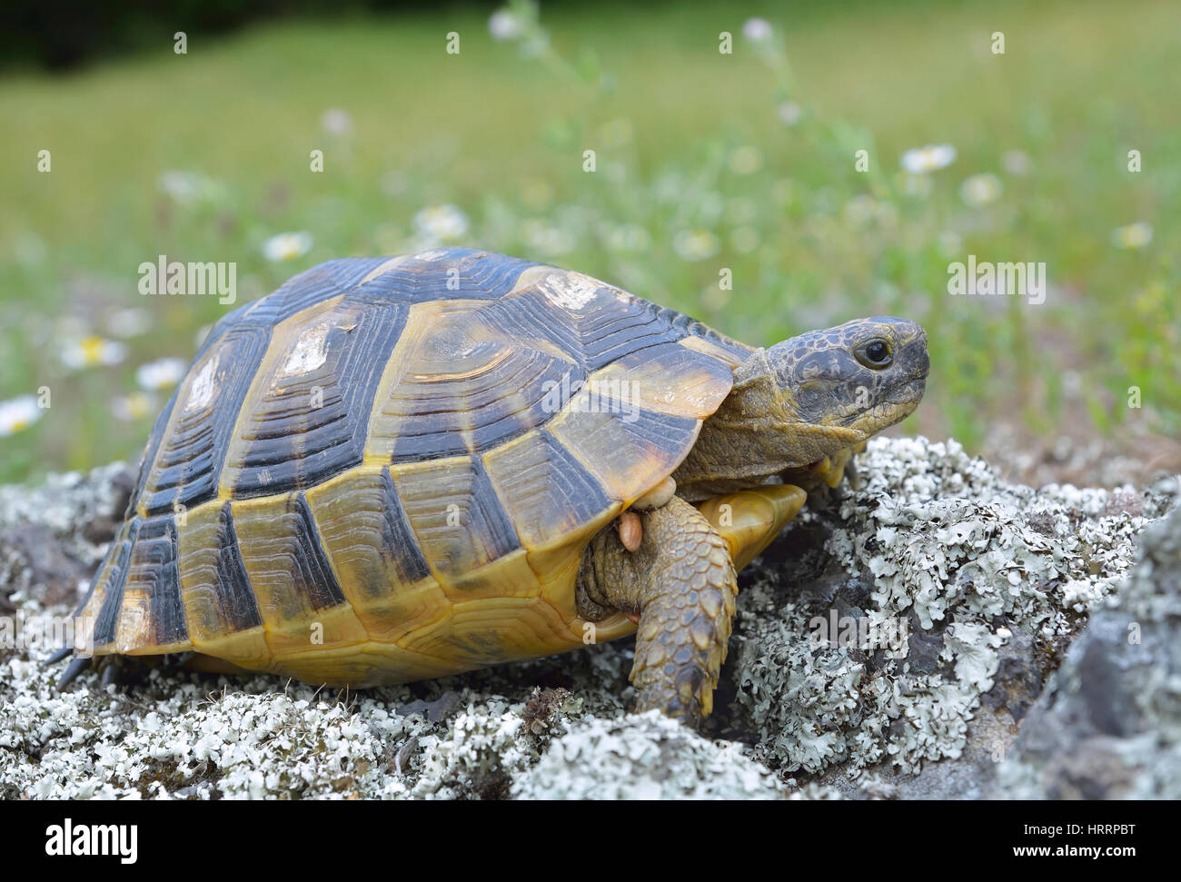 Spur thighed turtle (Testudo graeca) in natural habitat Stock Photo - Alamy