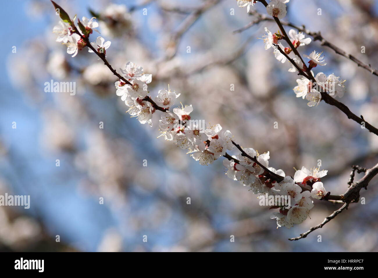 Flowering apricot on a clear day in April Stock Photo - Alamy