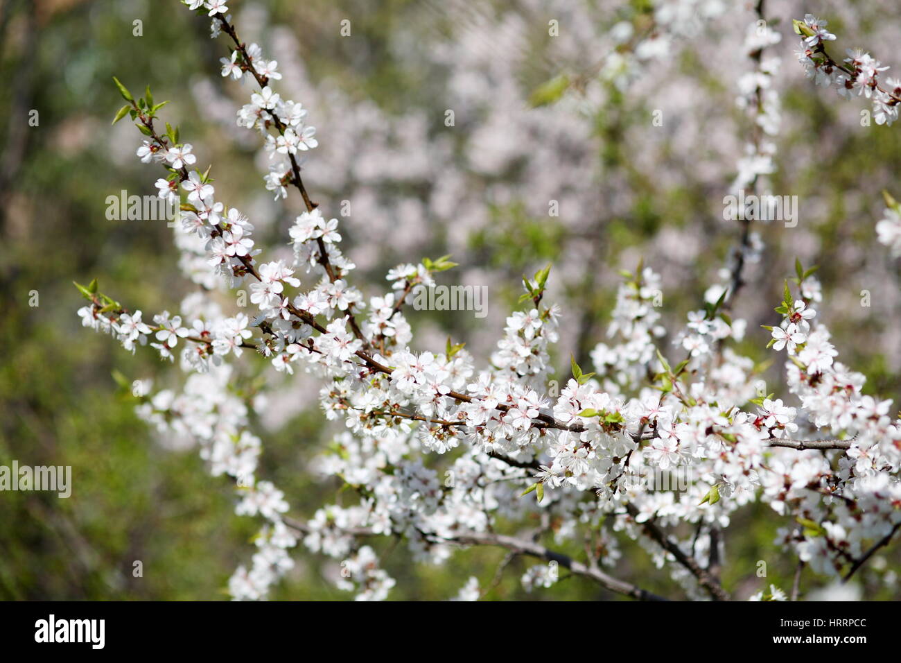 Flowering apricot on a clear day in April Stock Photo - Alamy
