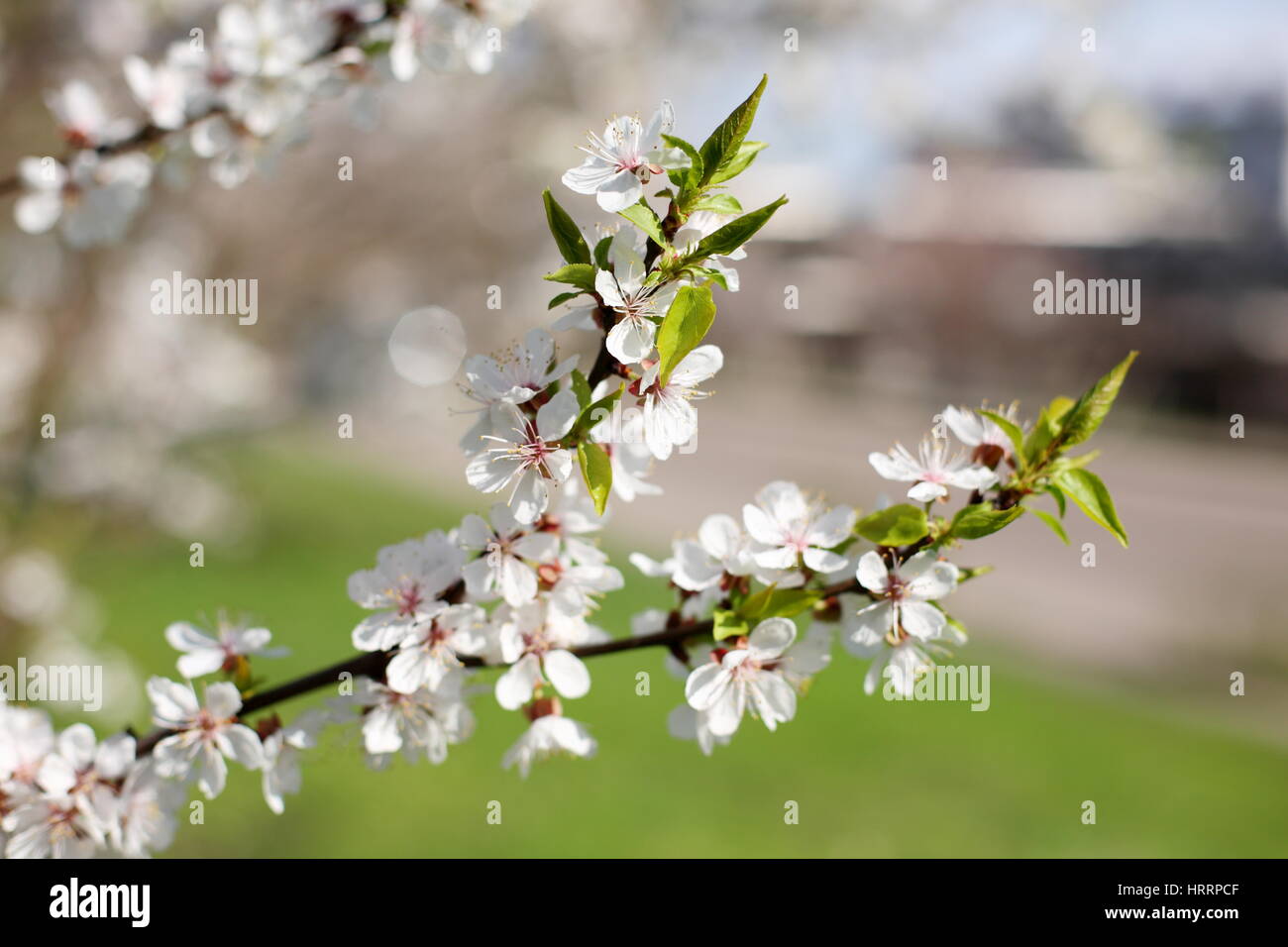 Flowering apricot on a clear day in April Stock Photo - Alamy