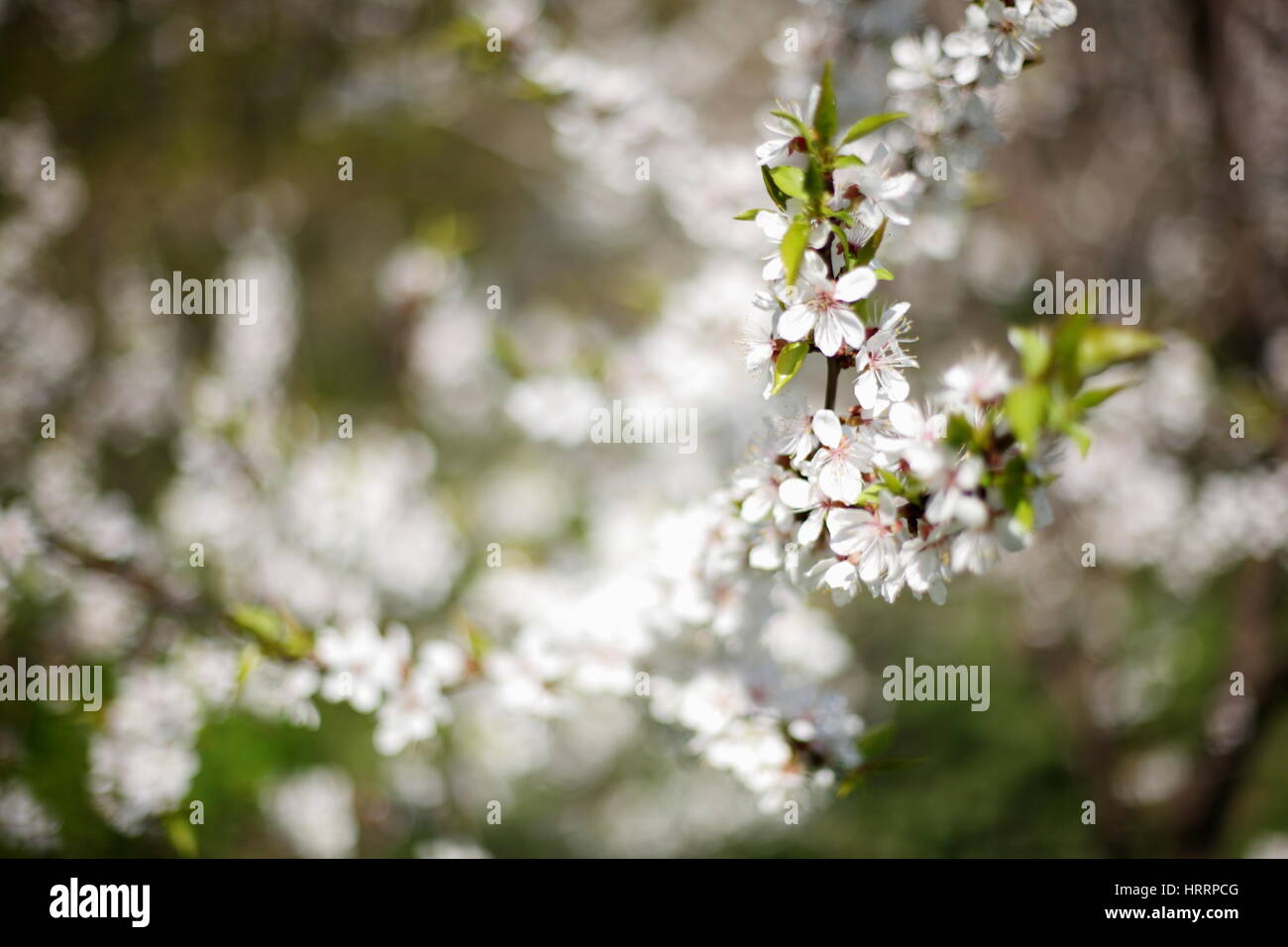 Flowering apricot on a clear day in April Stock Photo - Alamy