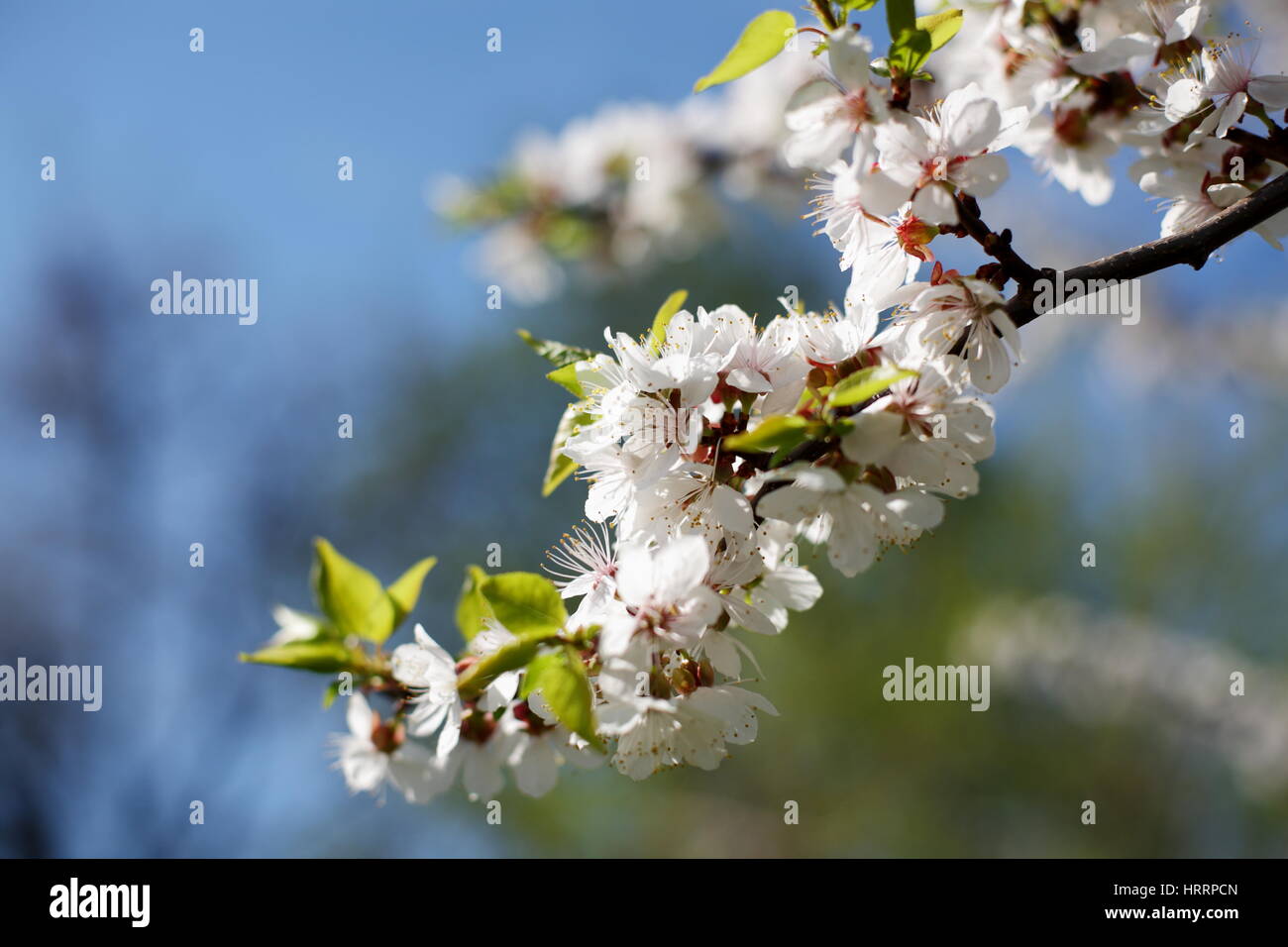 Flowering apricot on a clear day in April Stock Photo - Alamy
