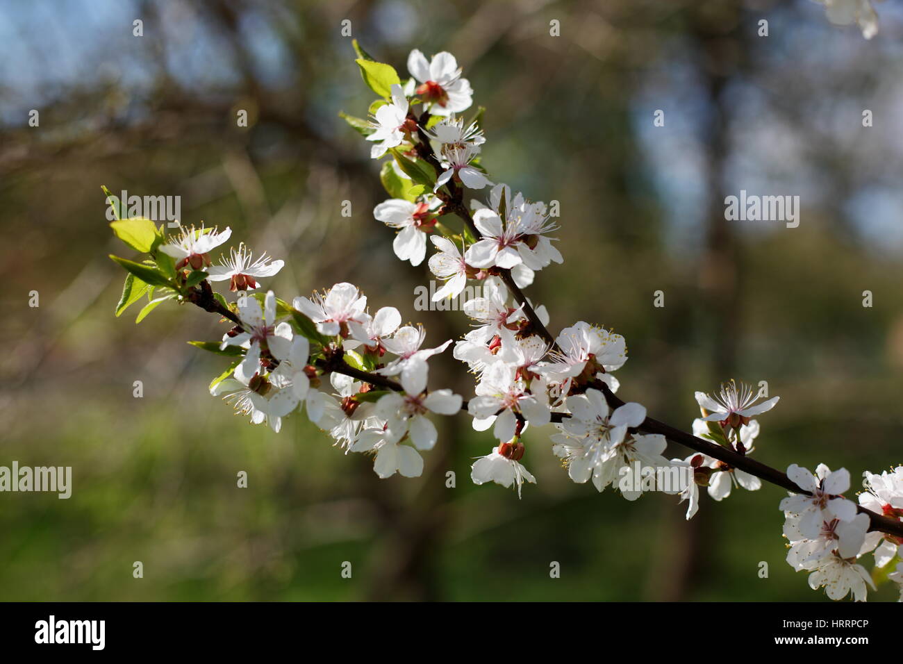 Flowering apricot on a clear day in April Stock Photo - Alamy