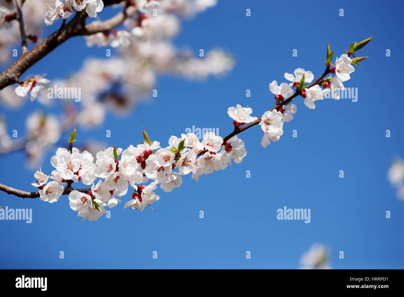 Flowering apricot on a clear day in April Stock Photo - Alamy