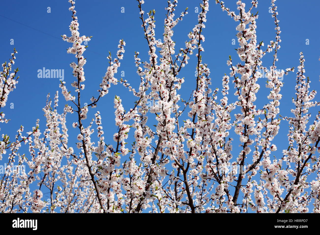 Flowering apricot on a clear day in April Stock Photo - Alamy