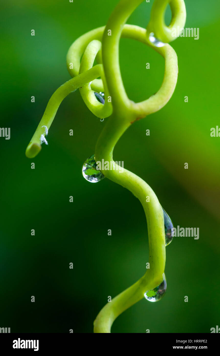 Tendril of grape Stock Photo - Alamy