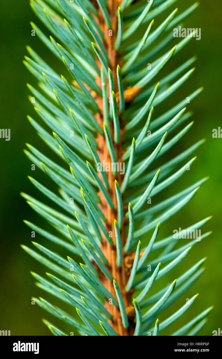 Branch of tree Stock Photo - Alamy