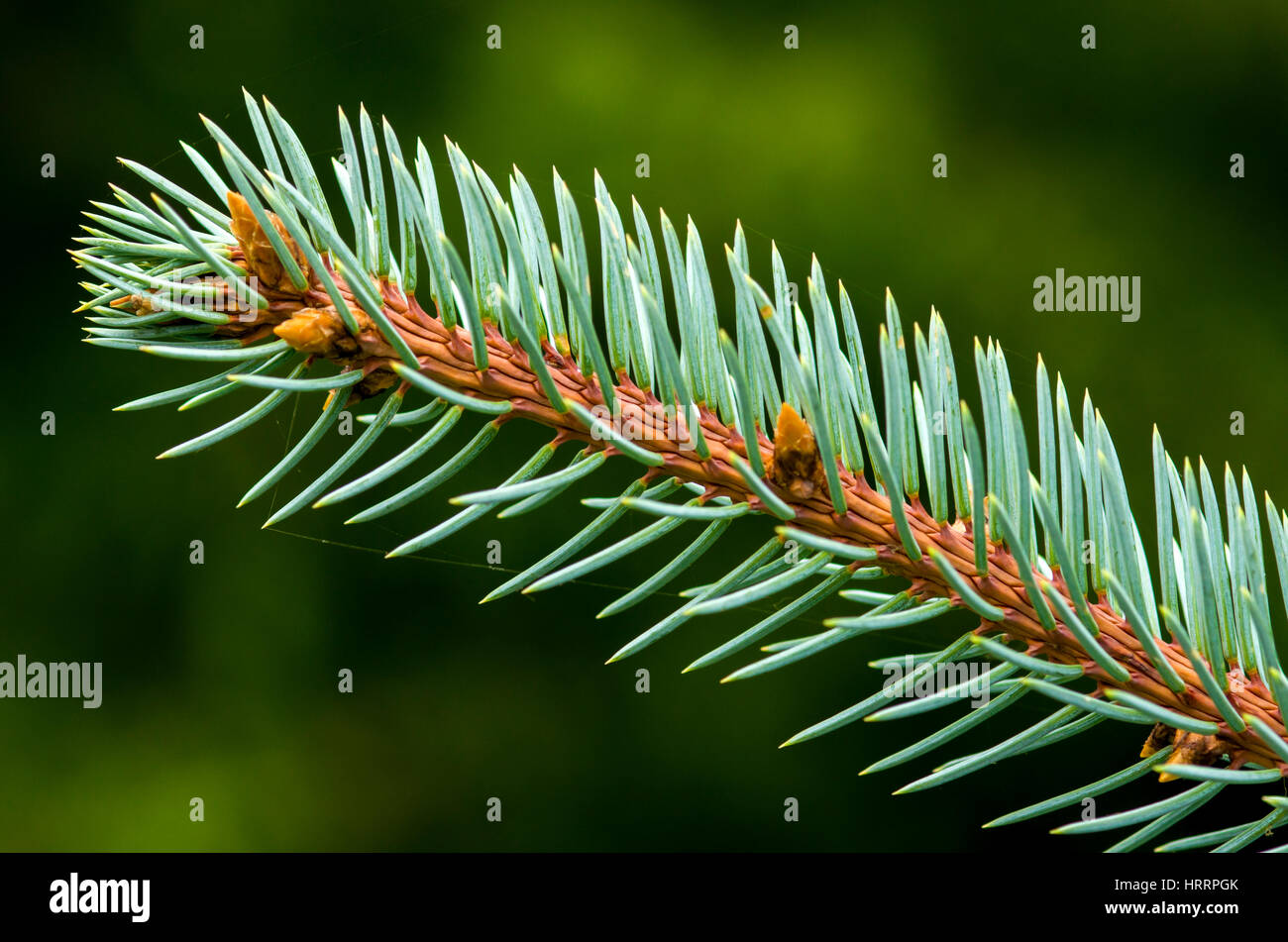 Branch of tree Stock Photo - Alamy