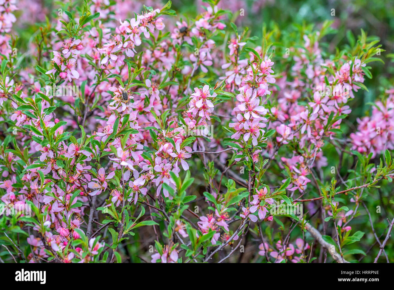 Wallpaper with blossoming of dwarf Russian almond or Prunus tenella in ...