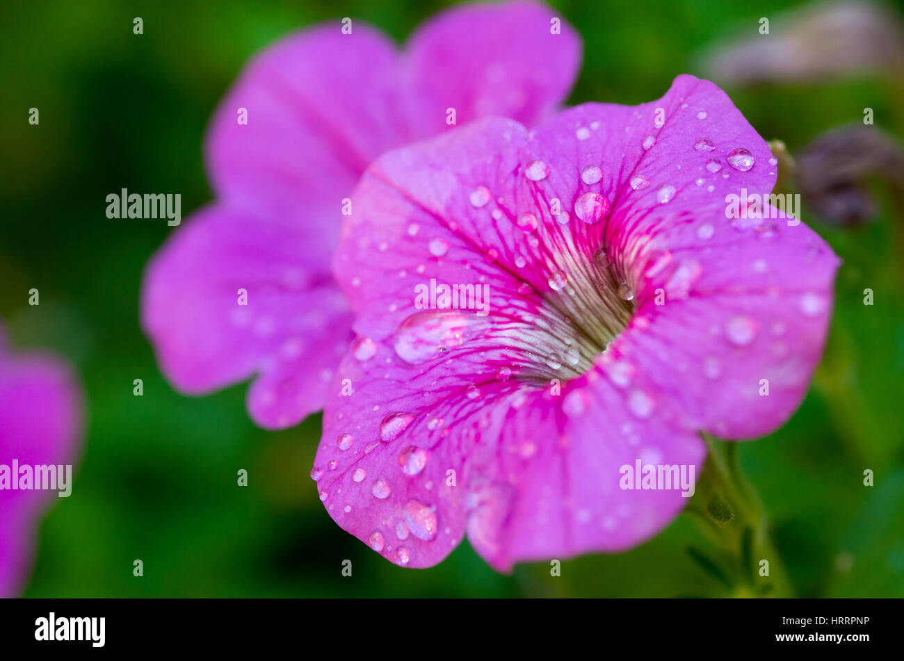 Bud refraction reflection drop hi-res stock photography and images - Alamy