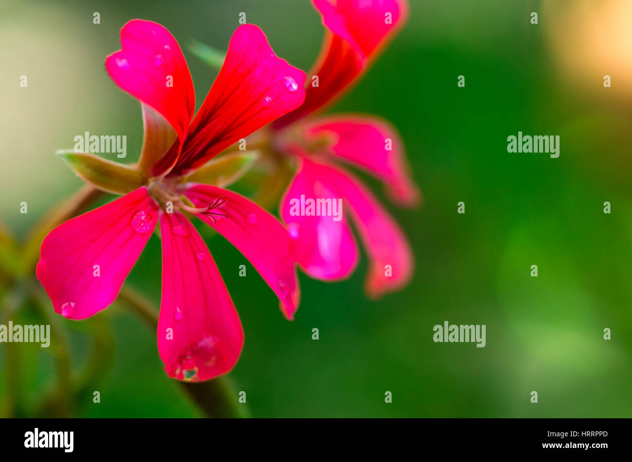 Bud refraction reflection drop hi-res stock photography and images - Alamy