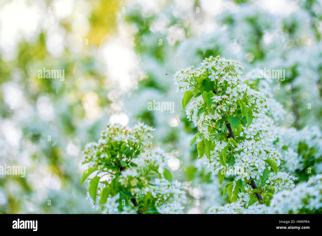Beautiful sping bloom wild hi-res stock photography and images - Alamy