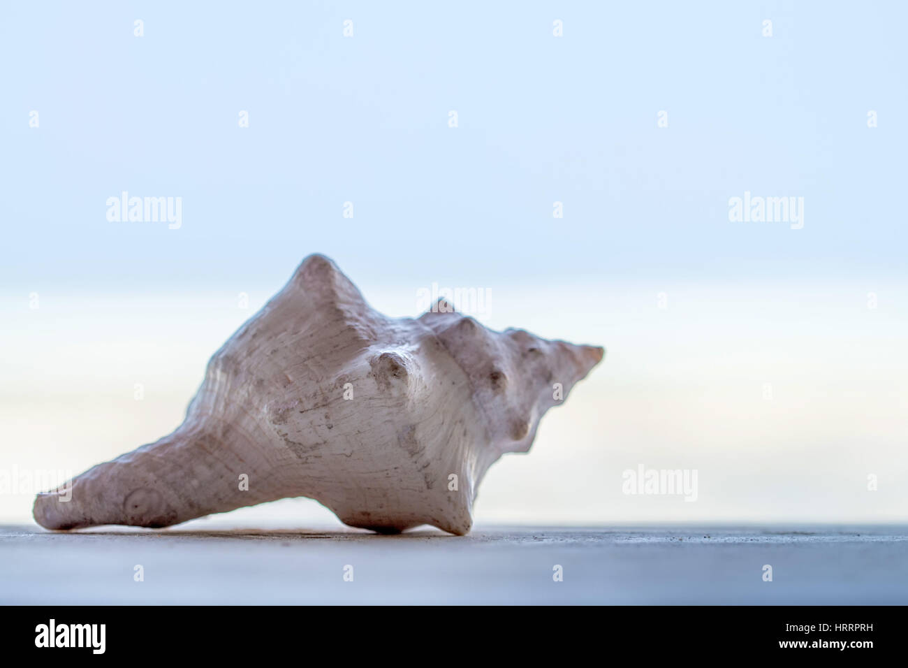 Bundle of sea shells collected on the sand beach of the ocean Stock ...