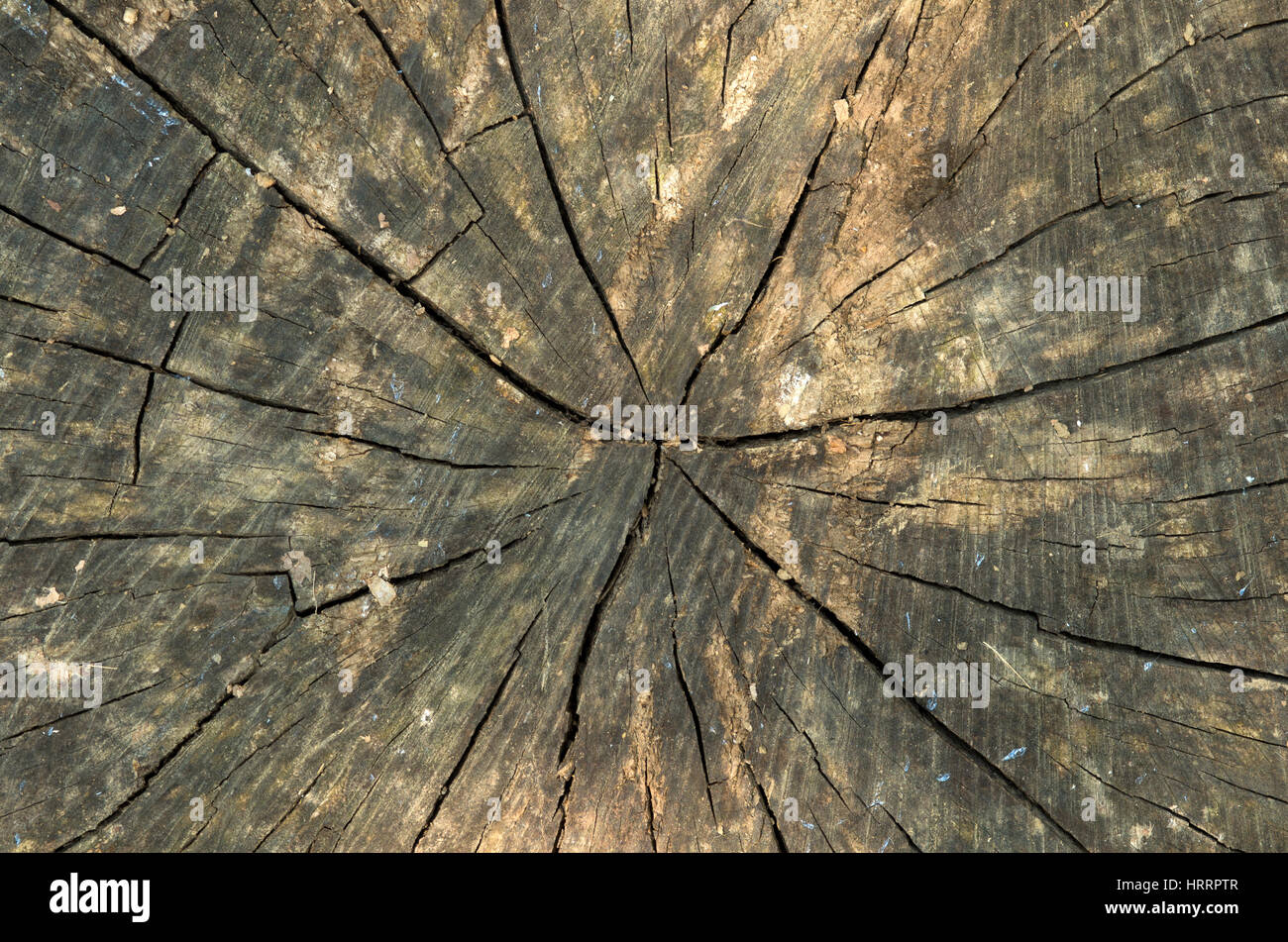 Section of tree Stock Photo - Alamy