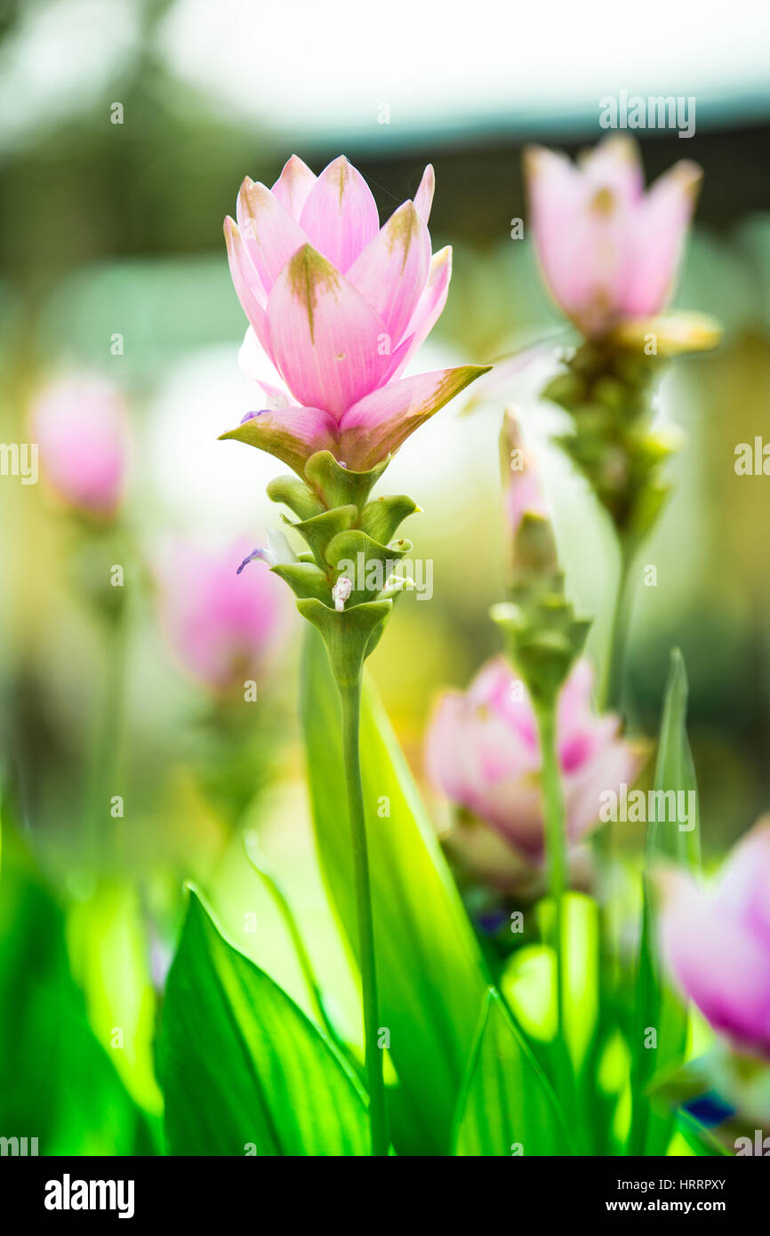 Wallpaper background garden park outdoor fog down flower garden Curcuma ...