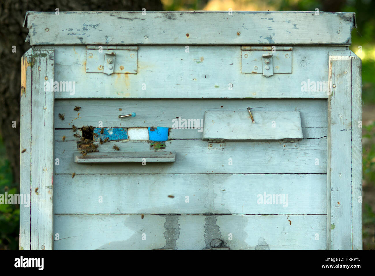 Artificial beehive hi-res stock photography and images - Alamy