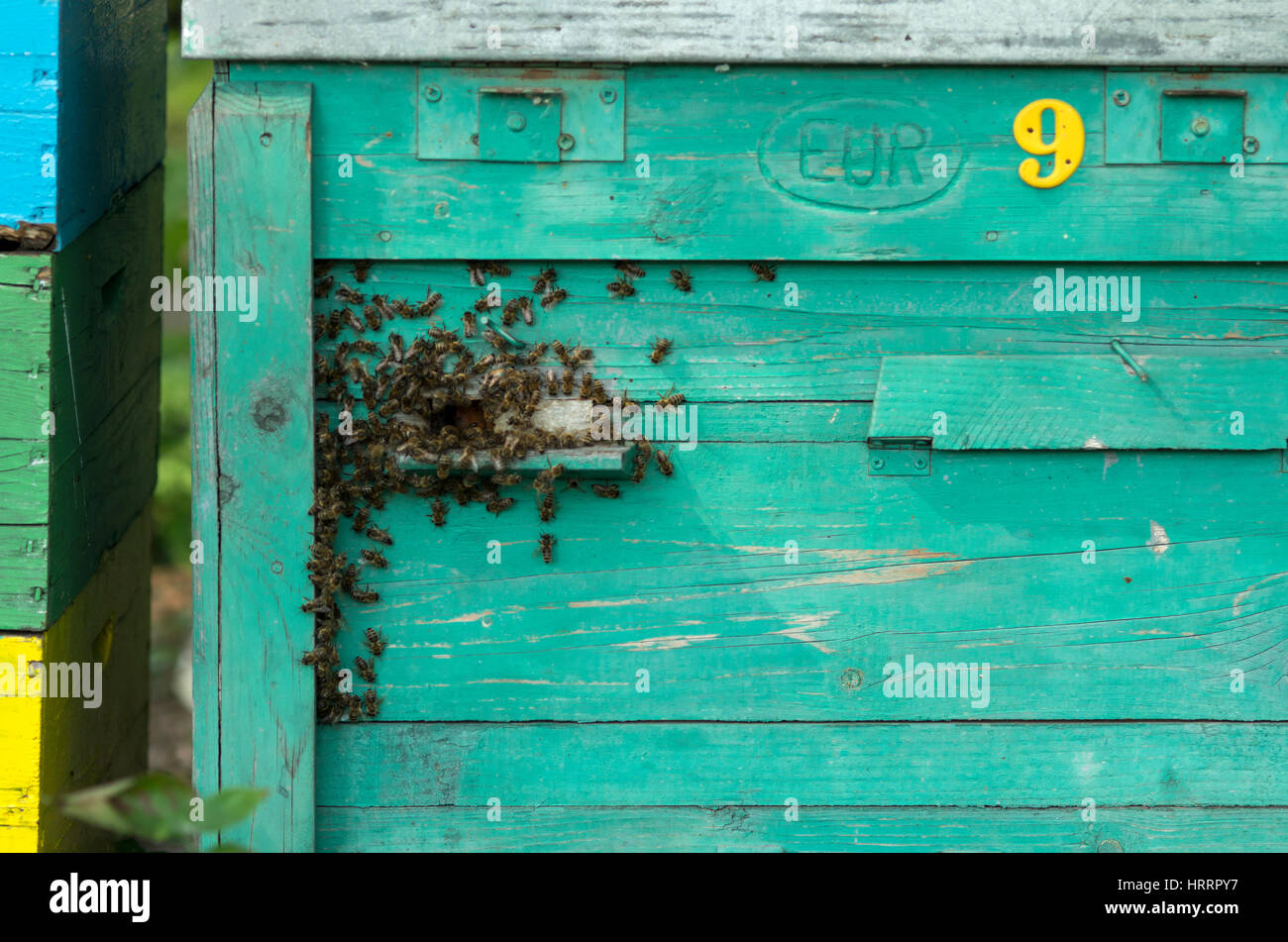 Artificial beehive hi-res stock photography and images - Alamy