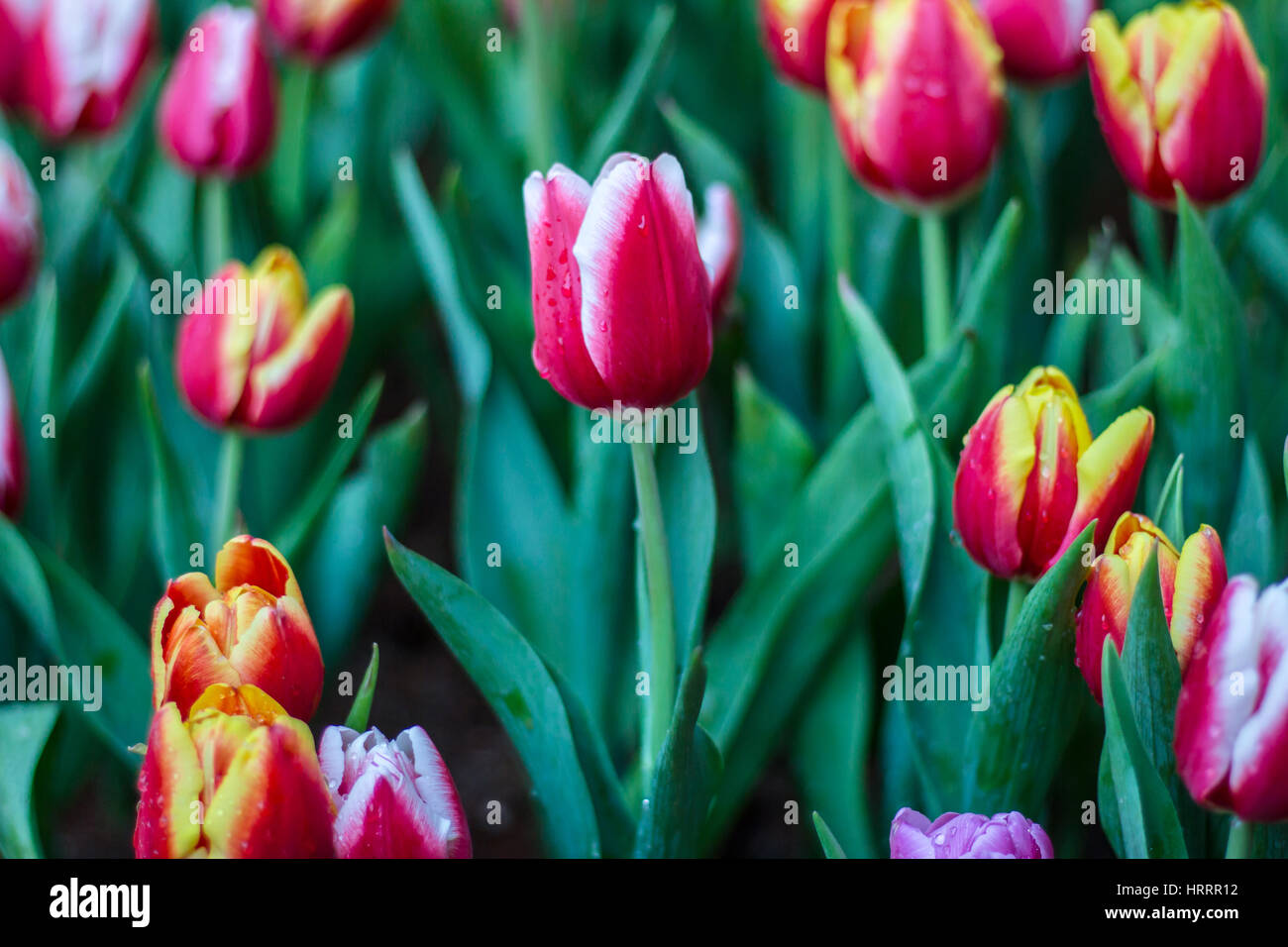 Flower tulips background. Beautiful Stock Photo - Alamy