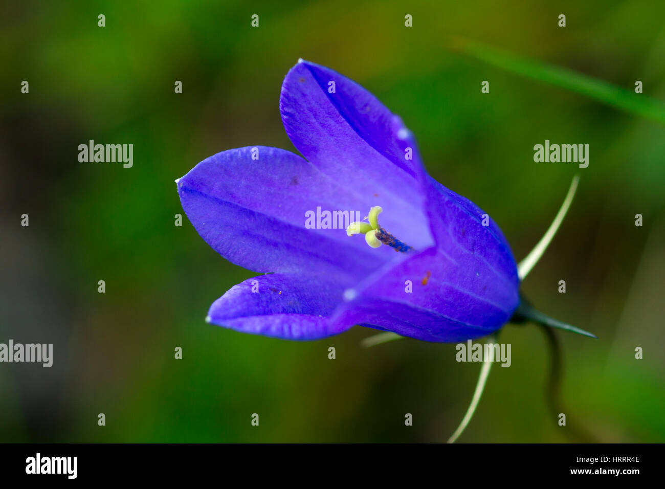 Blue alpine flower Stock Photo - Alamy