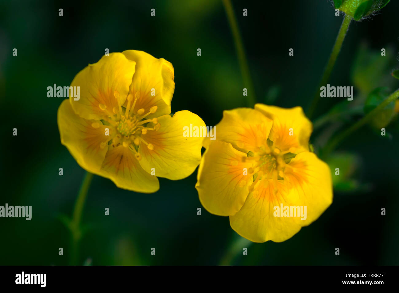 Yellow alpine flower Stock Photo - Alamy