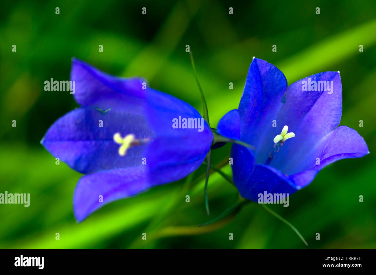 Blue alpine flower Stock Photo - Alamy