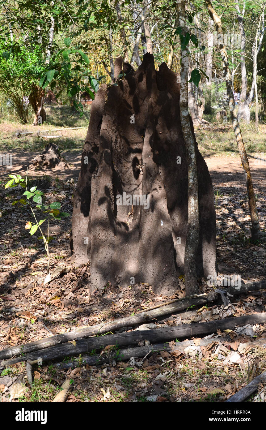 Large termite mound Stock Photo - Alamy