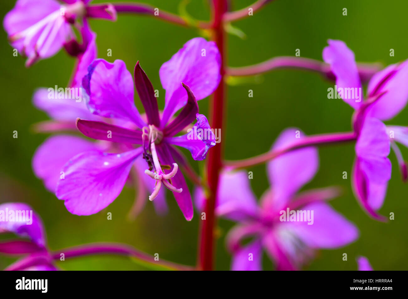 Tropical alpine vegetation hi-res stock photography and images - Alamy