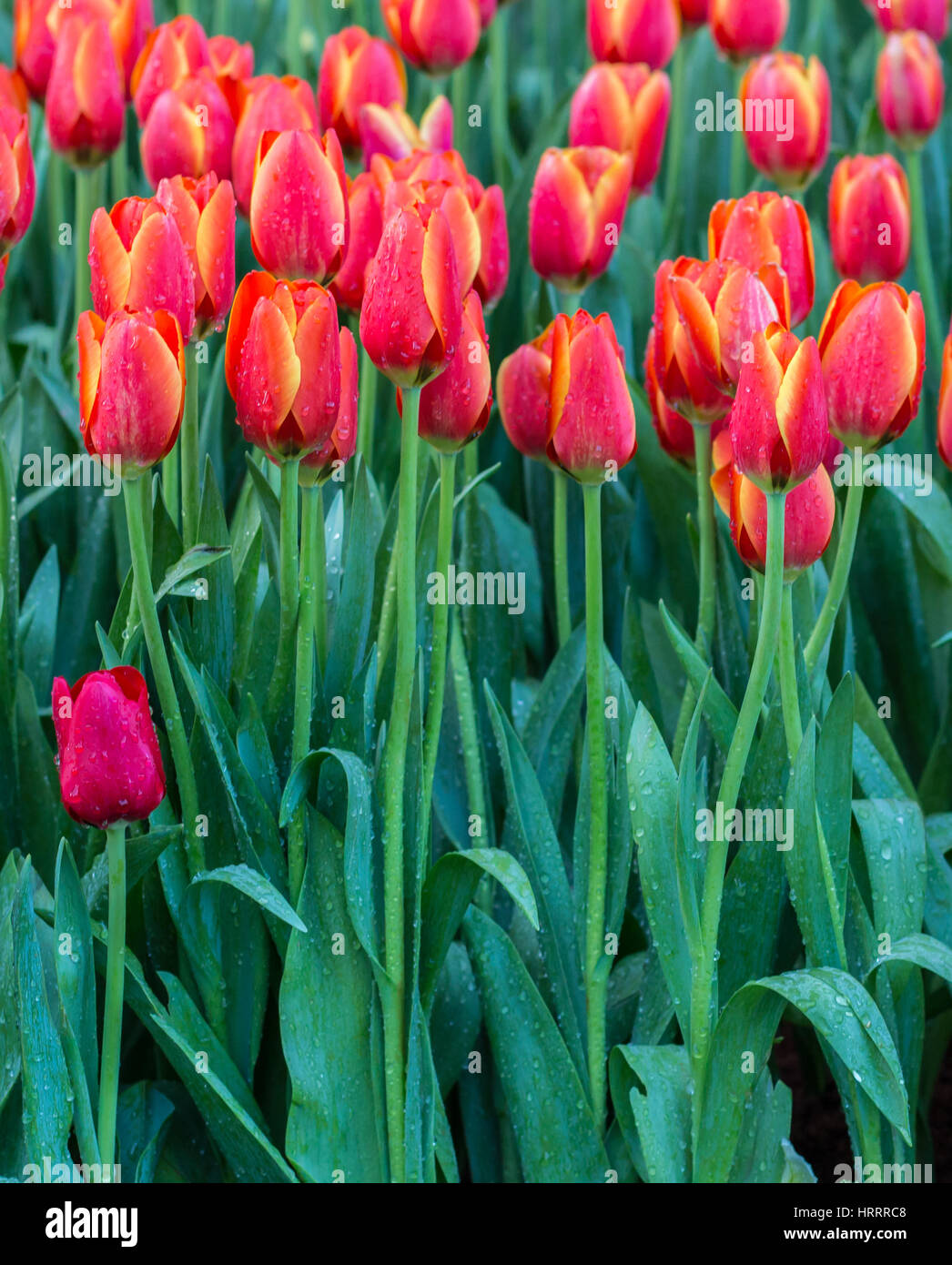 Flower tulips background. Beautiful Stock Photo - Alamy