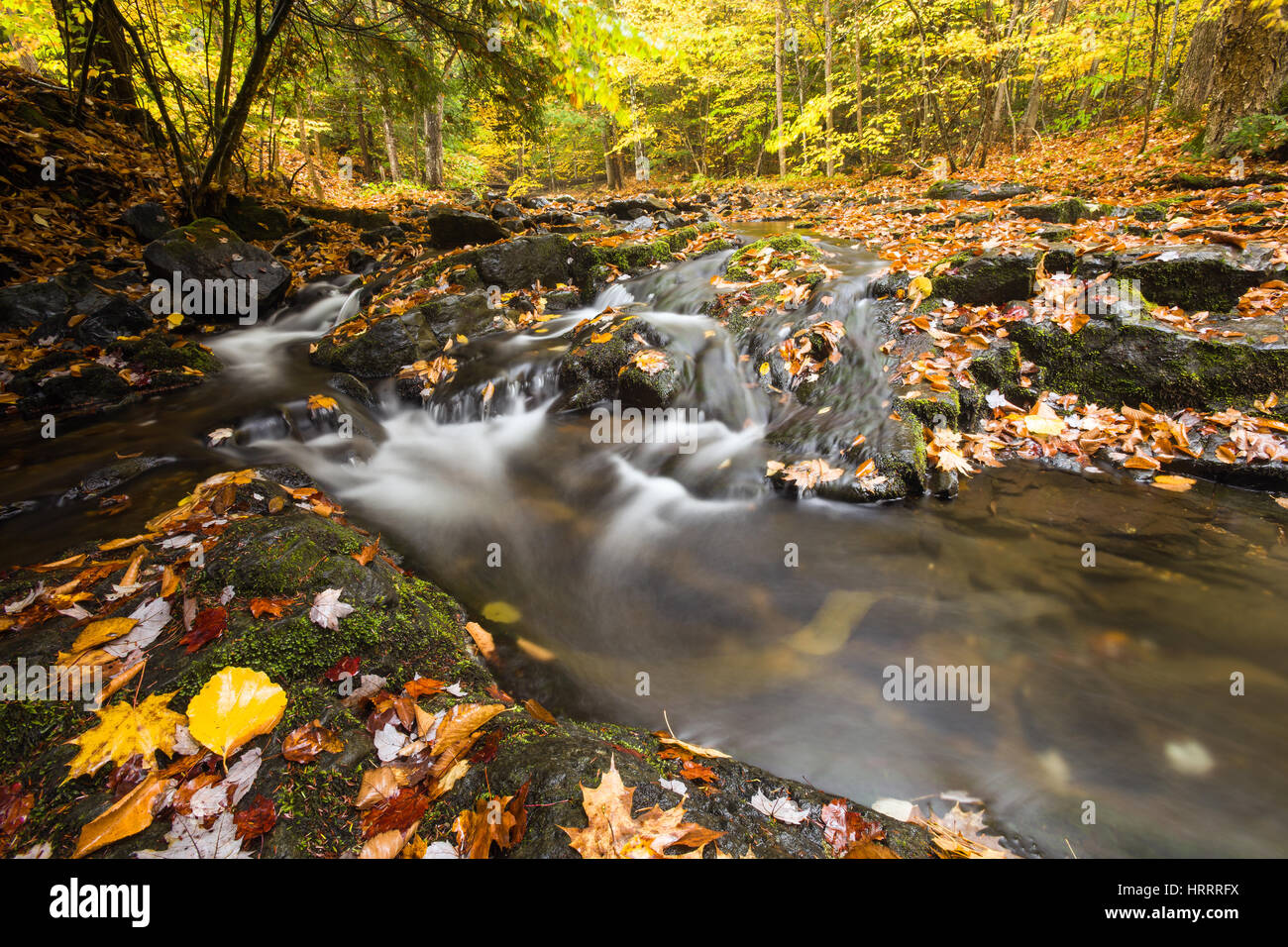 Mountain Stream In Fall