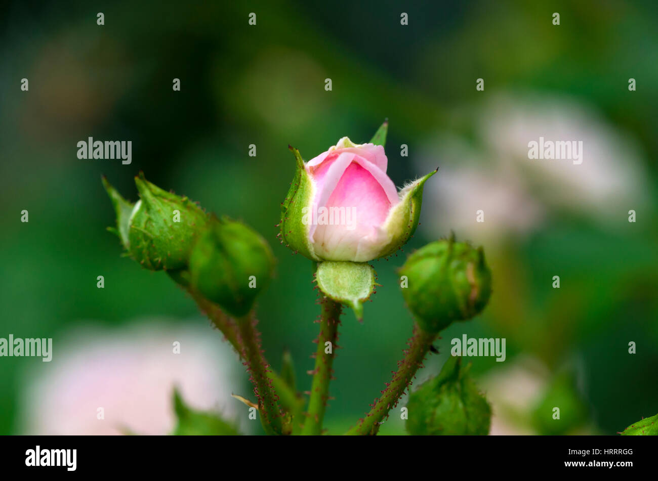 Buds of flower Stock Photo - Alamy