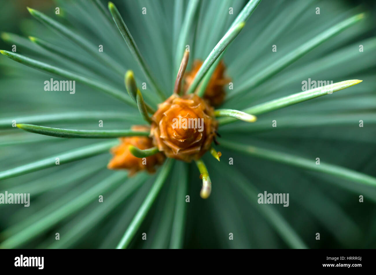 Branch of tree Stock Photo - Alamy