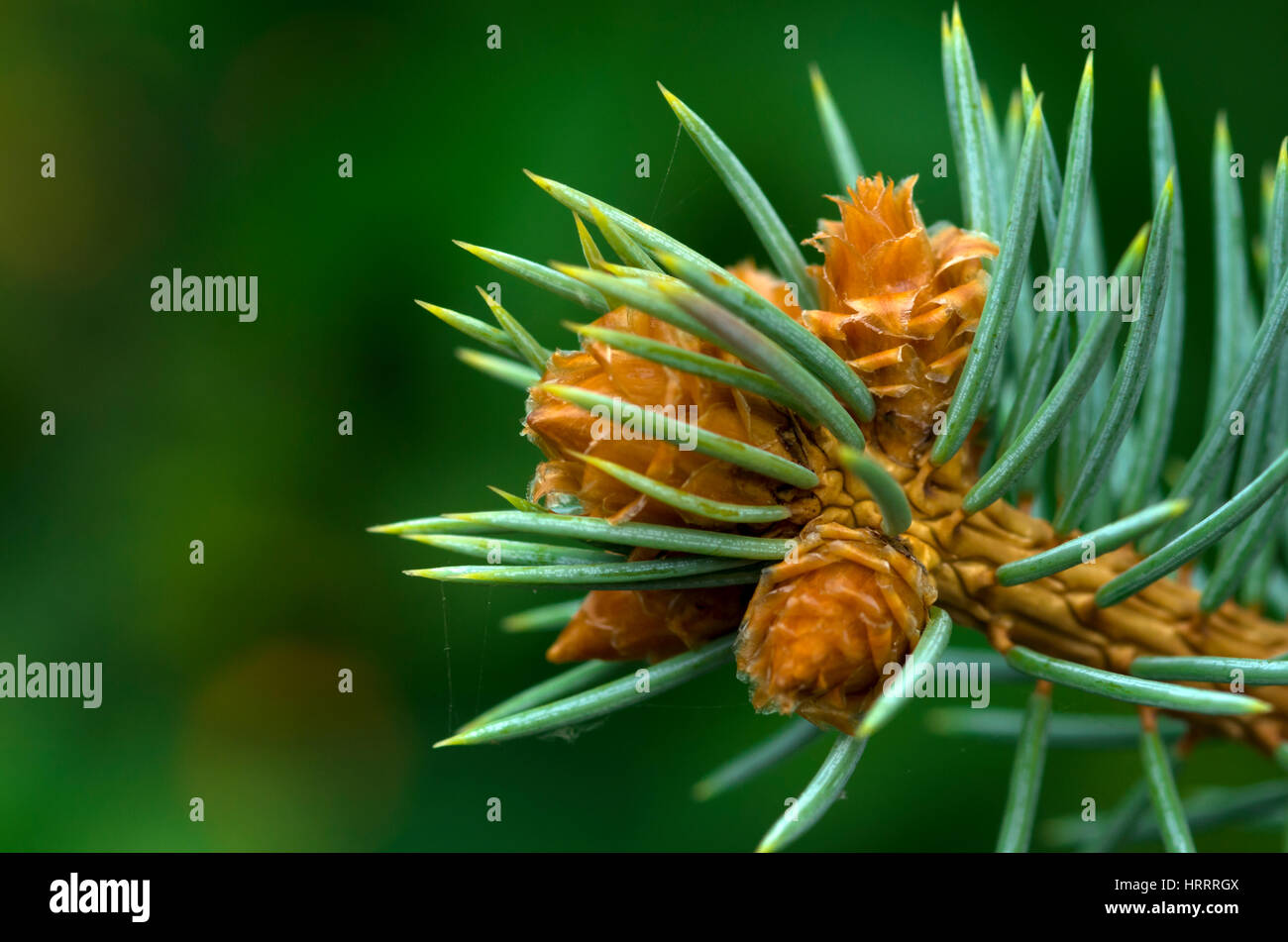 Branch of tree Stock Photo - Alamy