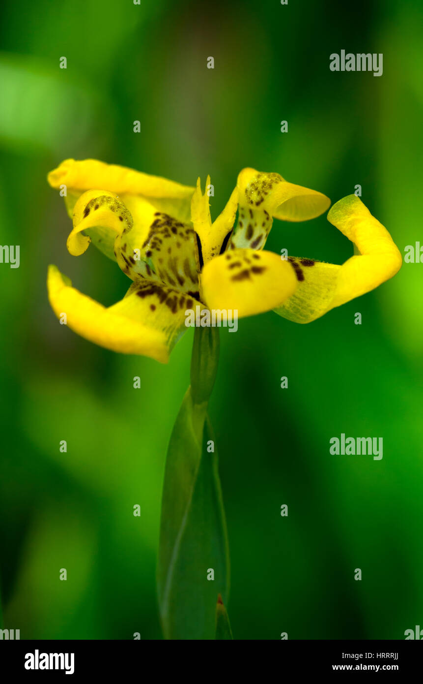 Yellow mottled flower Stock Photo - Alamy