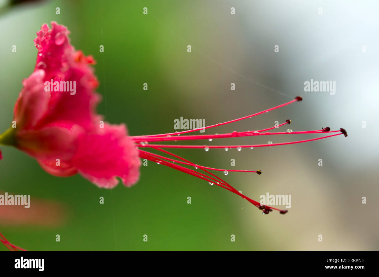 Bud refraction reflection drop hi-res stock photography and images - Alamy