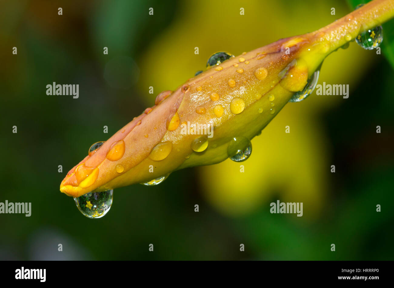 Sprout of flower Stock Photo - Alamy