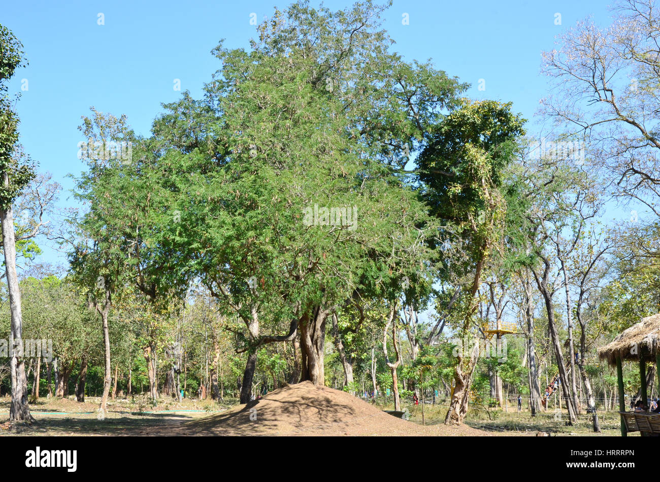 Large tamarind tree in a park Stock Photo - Alamy