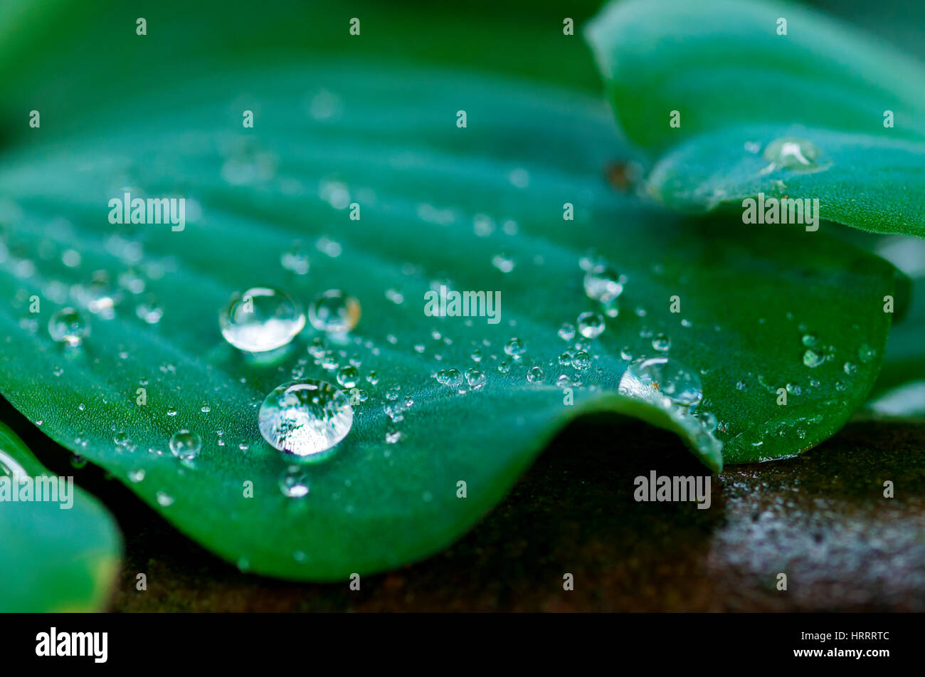 Dew on leaf Stock Photo - Alamy