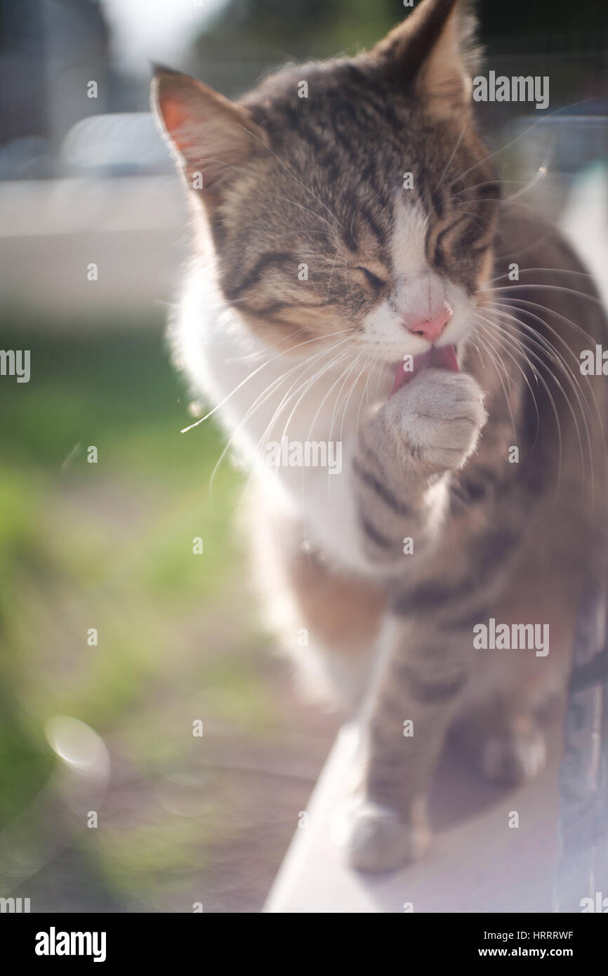 Cat outdoors grass backlight hi-res stock photography and images - Alamy